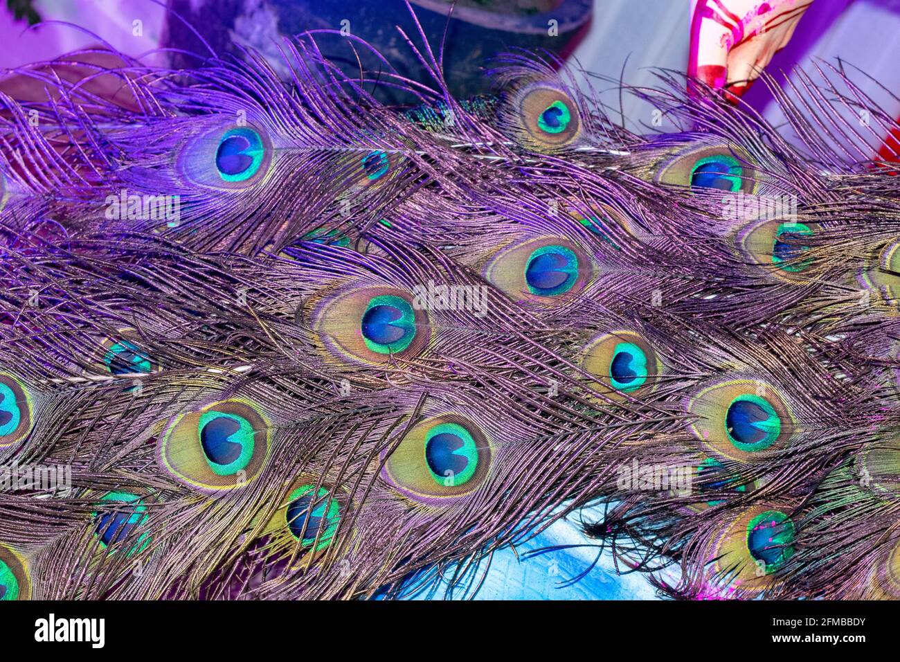 Peacock Feather Wallpaper For Desktop