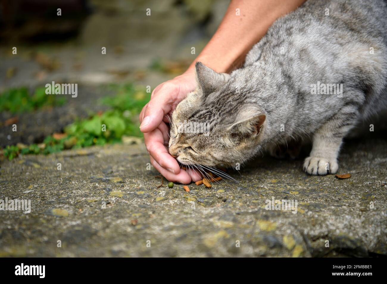A tourist hand is feeding a stray tabby cat. In the village of ...