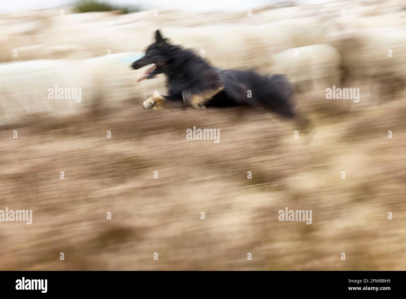 Sheepdog, yellow cheek, German shepherd, dog Stock Photo - Alamy