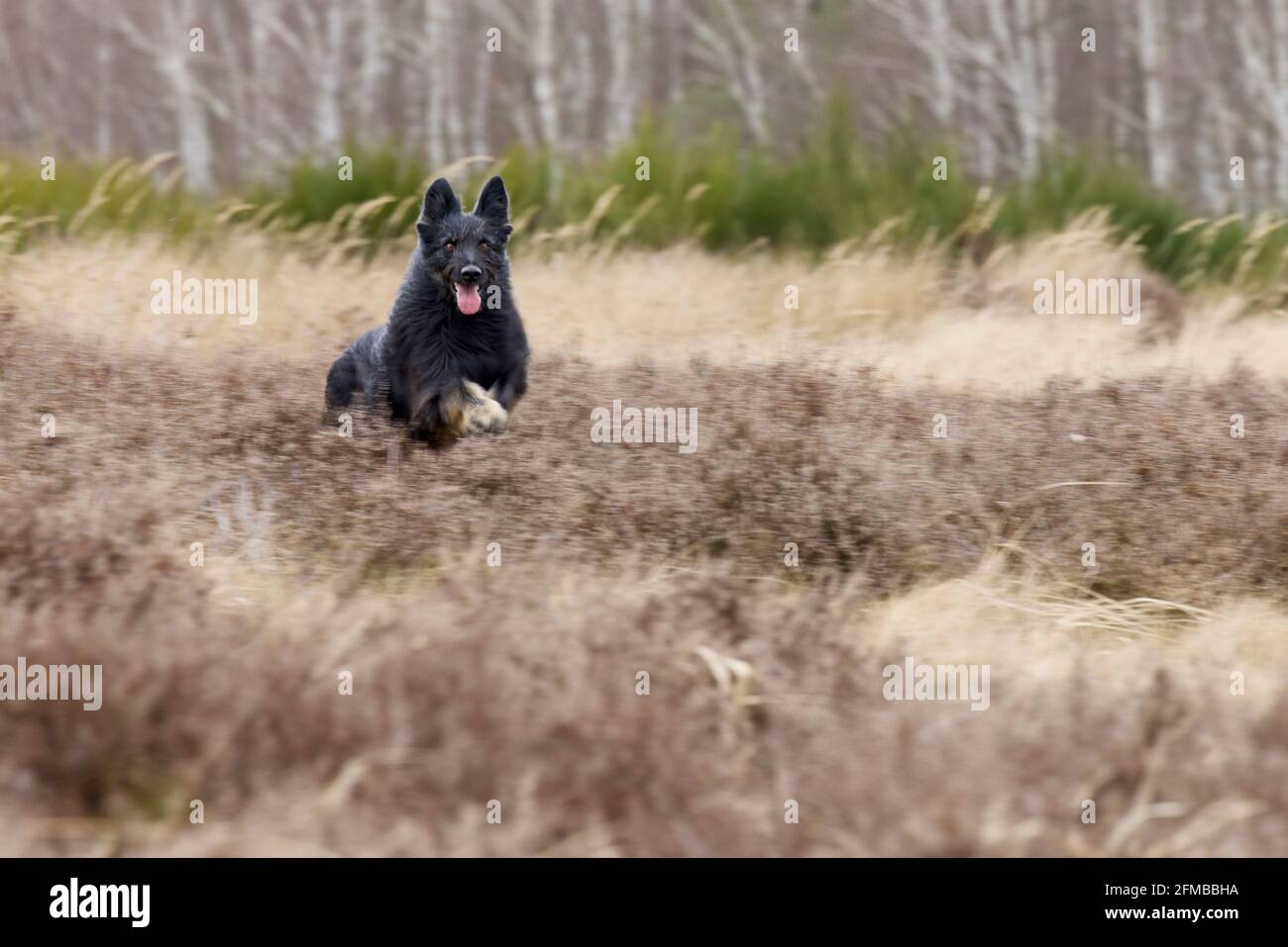 Sheepdog, yellow cheek, German shepherd, dog Stock Photo - Alamy