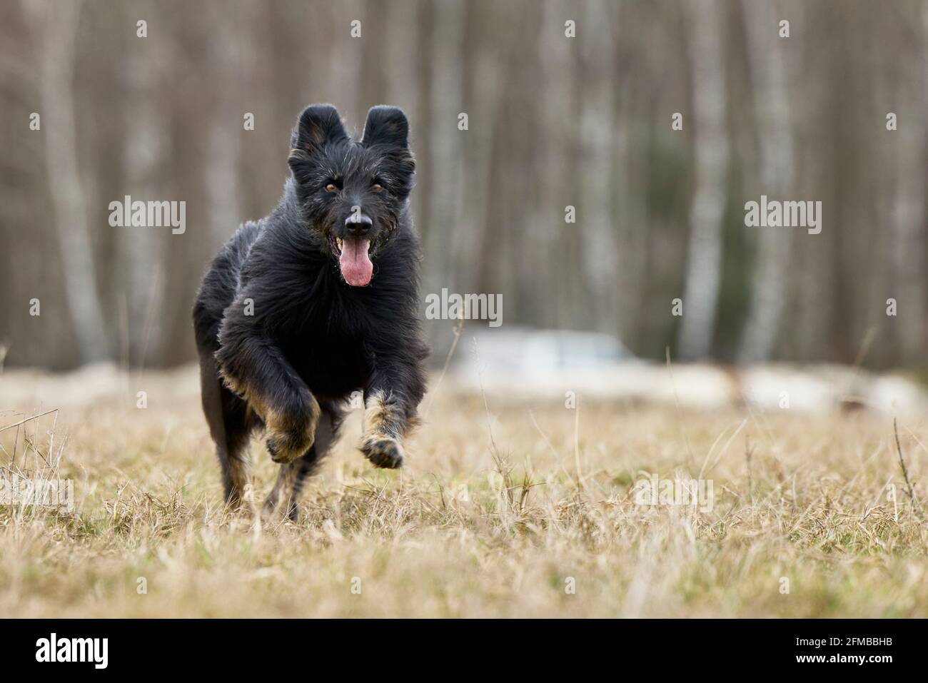 Sheepdog, yellow cheek, German shepherd, dog Stock Photo - Alamy