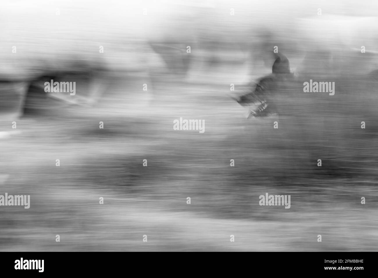 Sheep run sheepdog Black and White Stock Photos & Images - Alamy