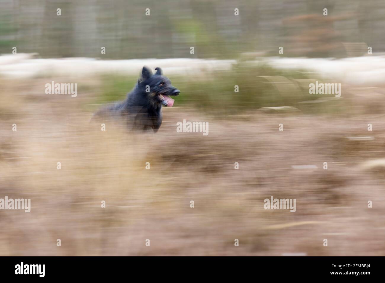 Sheepdog, yellow cheek, German shepherd, dog Stock Photo - Alamy
