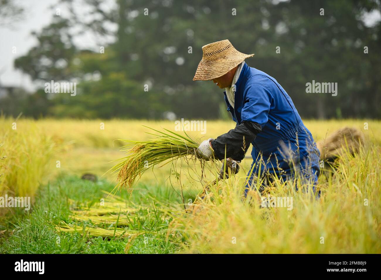 A Japanese farmer wearing a blue dress and a wicker hat, harvesting ...