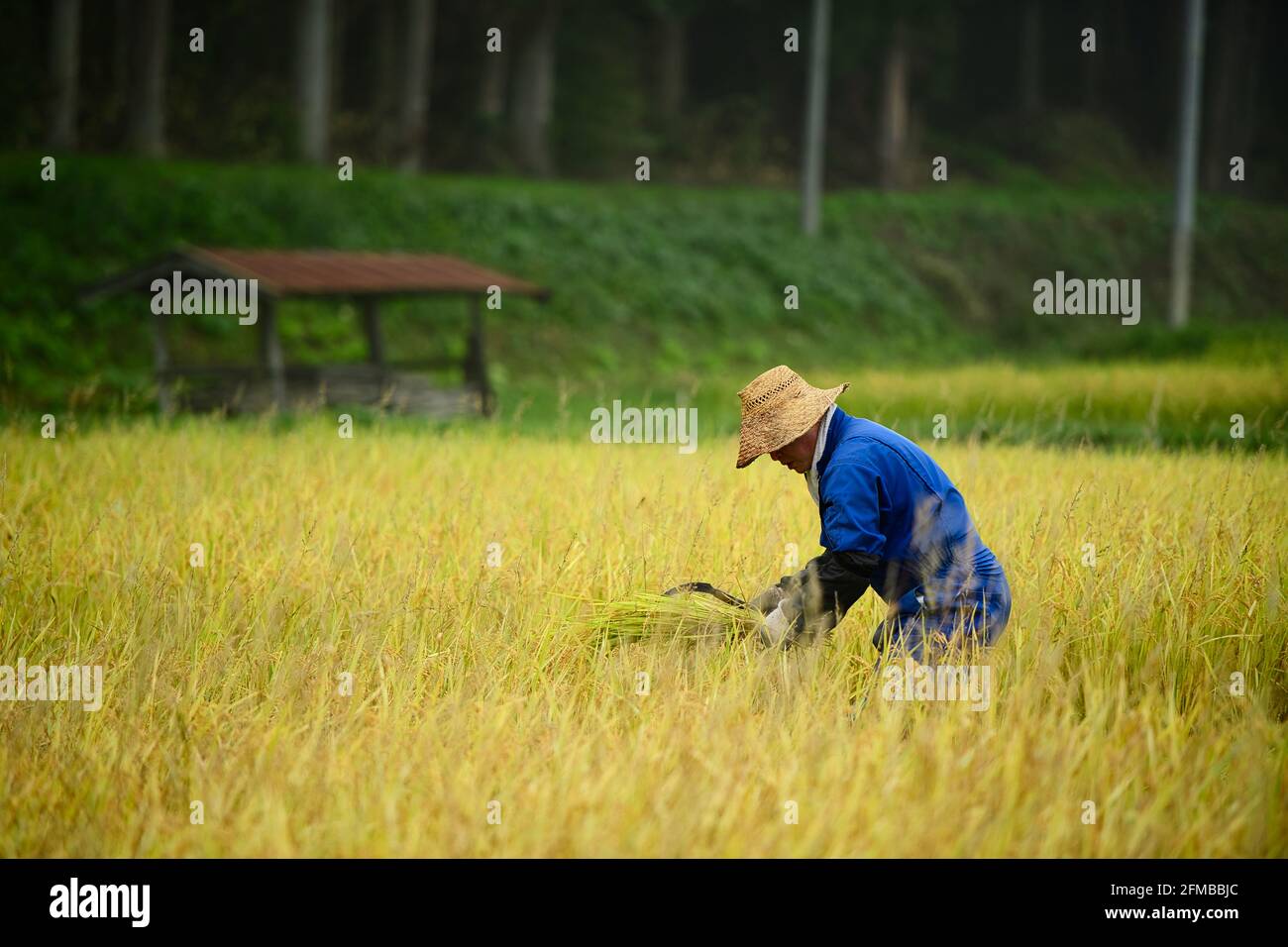 Japanese farmer hi-res stock photography and images - Alamy