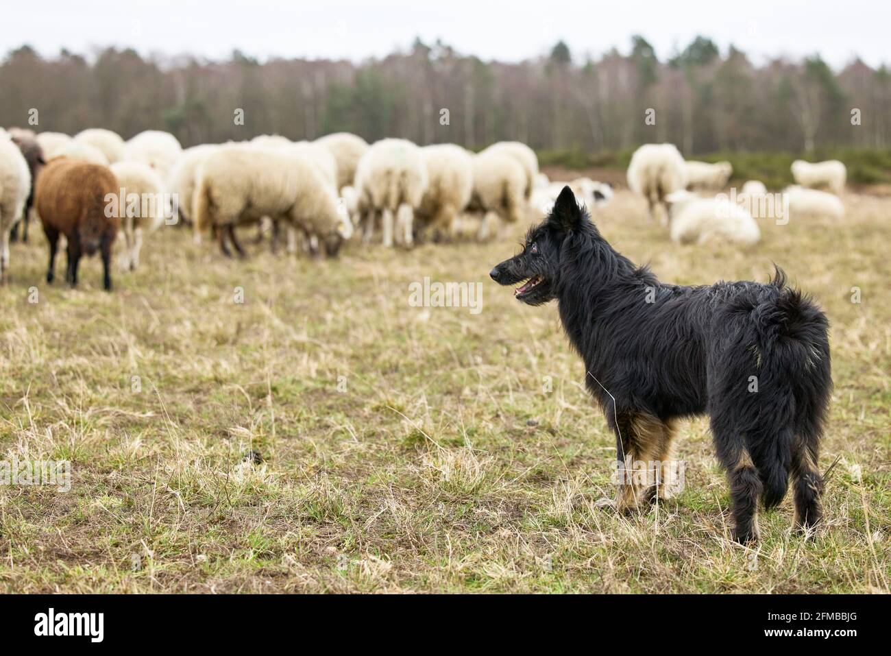 Sheepdog, yellow cheek, German shepherd, dog Stock Photo - Alamy