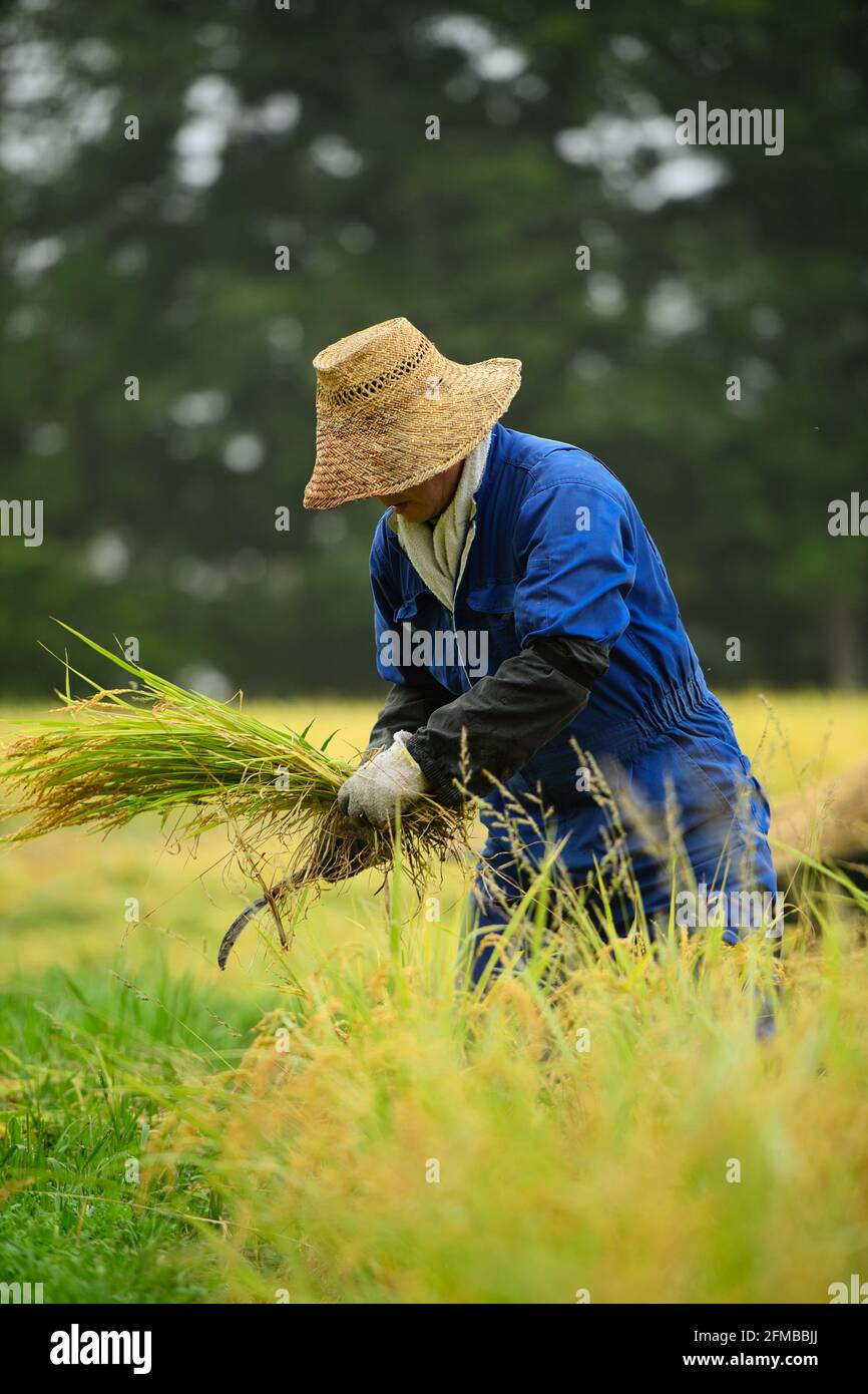 Japanese farmer hi-res stock photography and images - Alamy