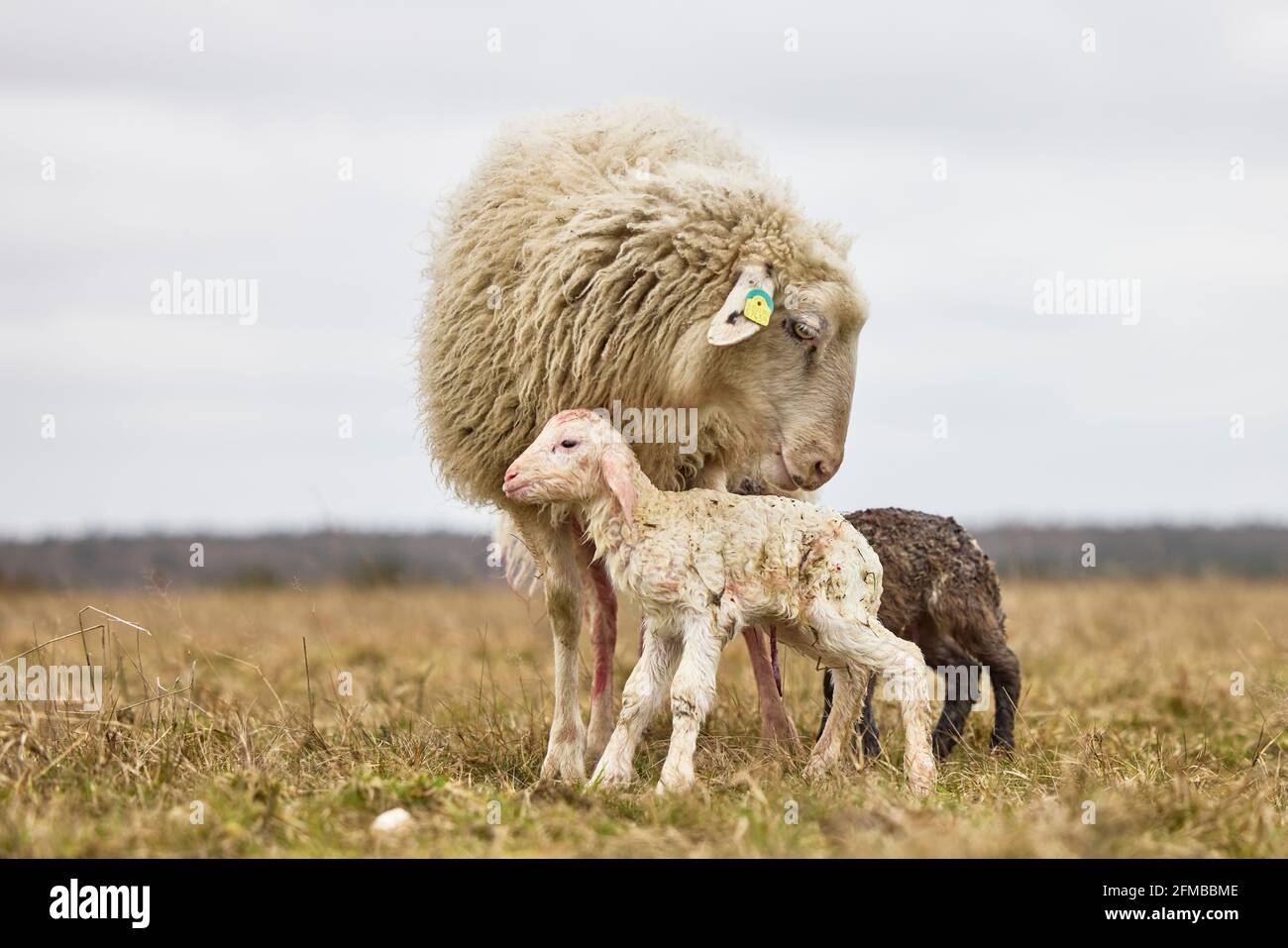 Sheeps legs hi-res stock photography and images - Alamy