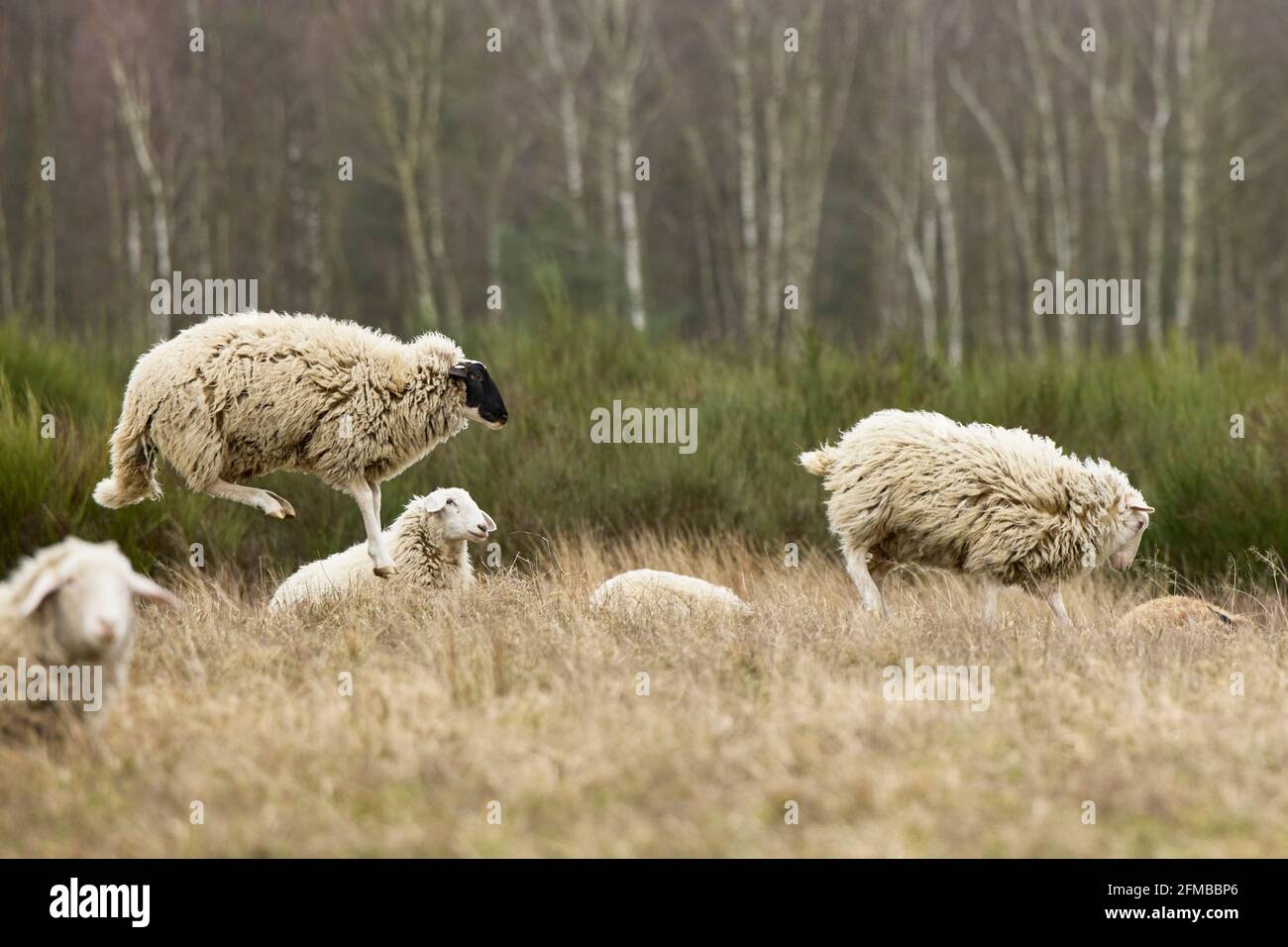 Sheep, jump, in the air Stock Photo - Alamy