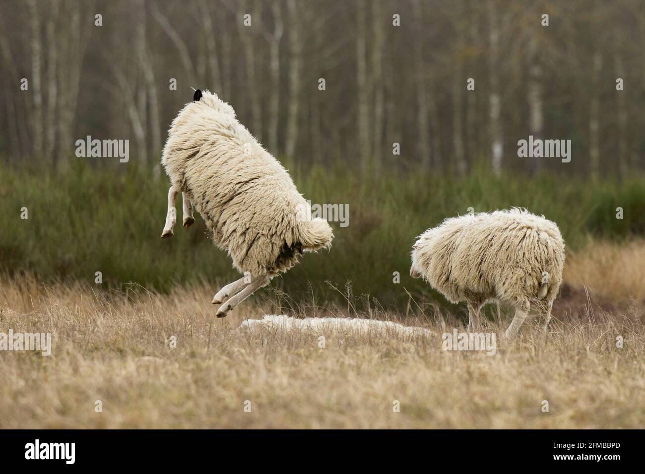The leap of the sheep hi-res stock photography and images - Alamy