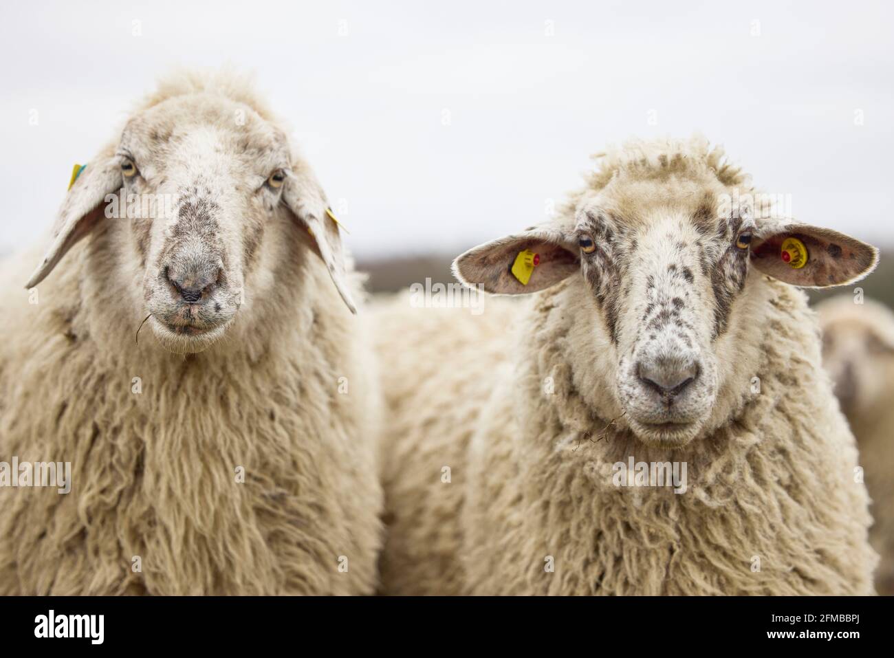 Two head sheep hi-res stock photography and images - Alamy
