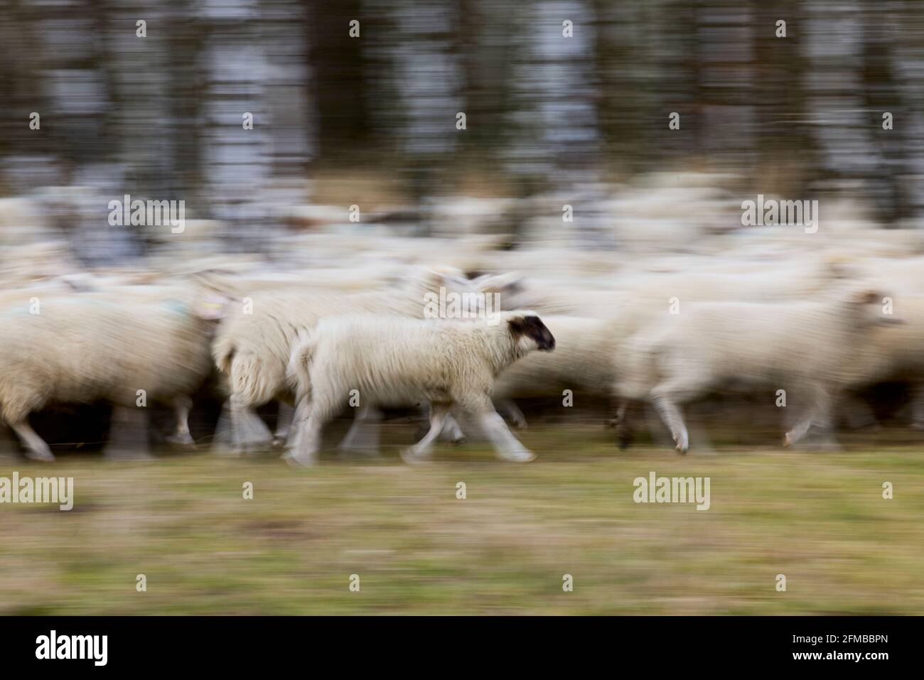 Sheep, flock of sheep, exercise Stock Photo - Alamy
