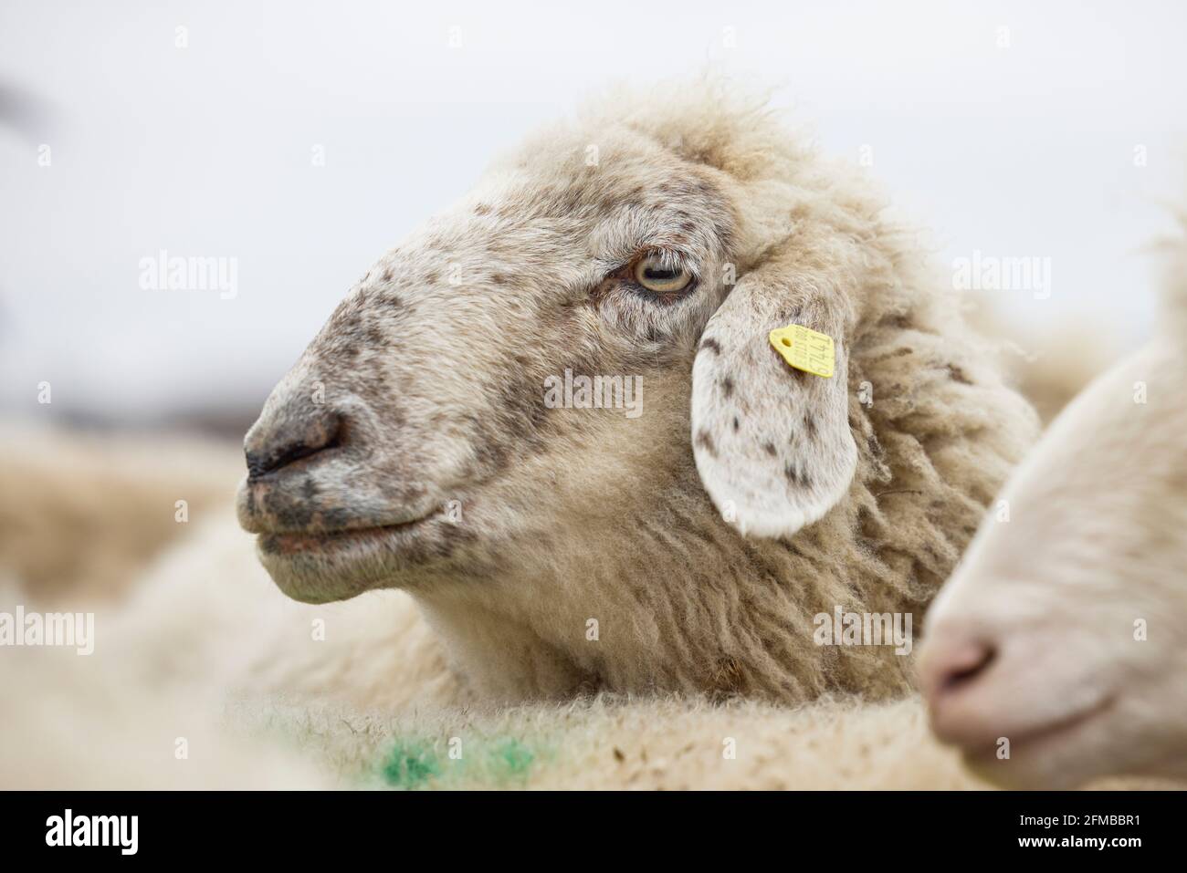 Sheep portrait hi-res stock photography and images - Alamy