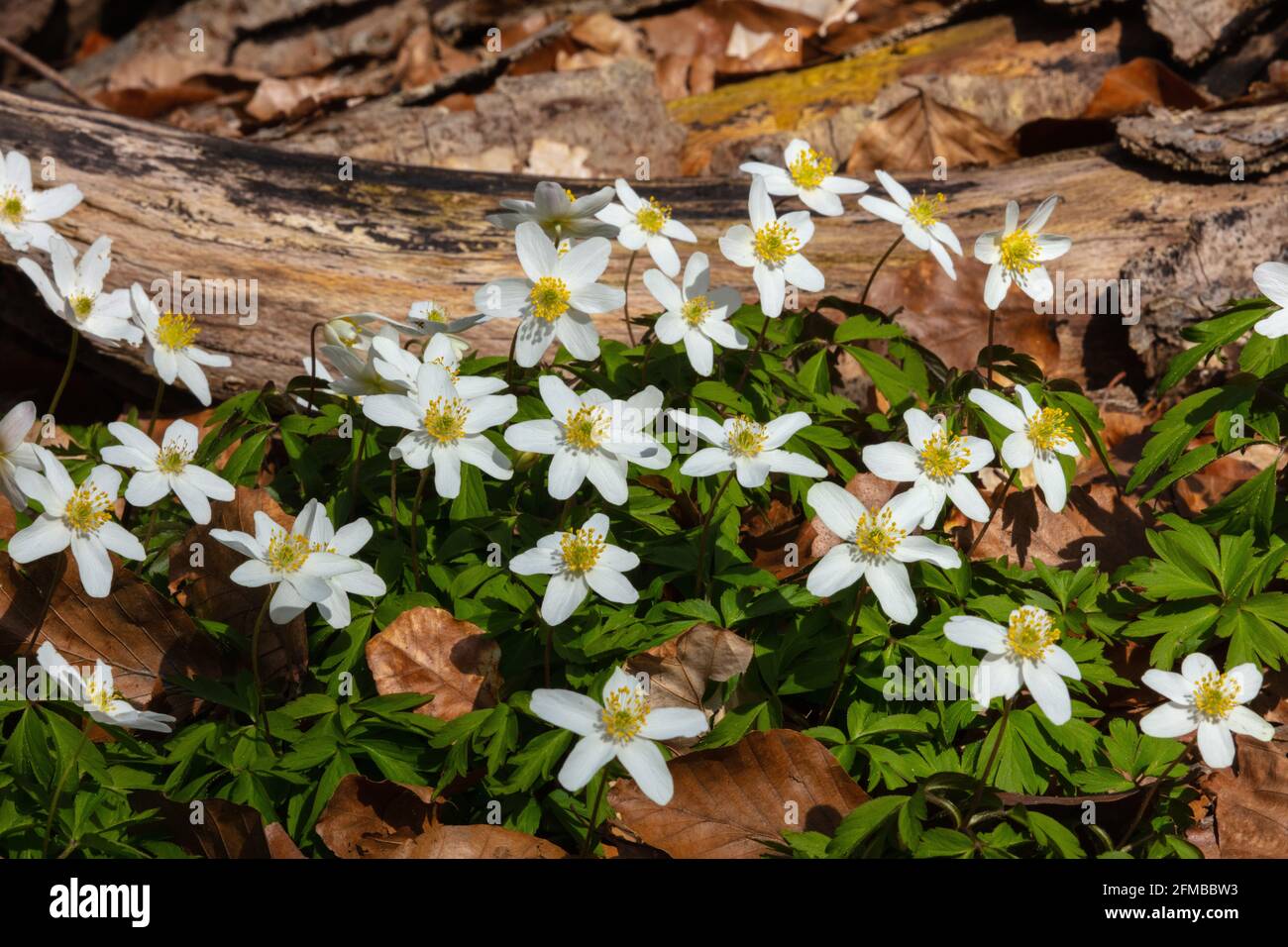 Wood anemone in the forest, white flowering plant on the forest floor ...