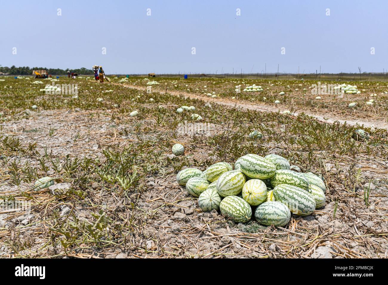 Alamy watermelons in field hi-res stock photography and images - Alamy