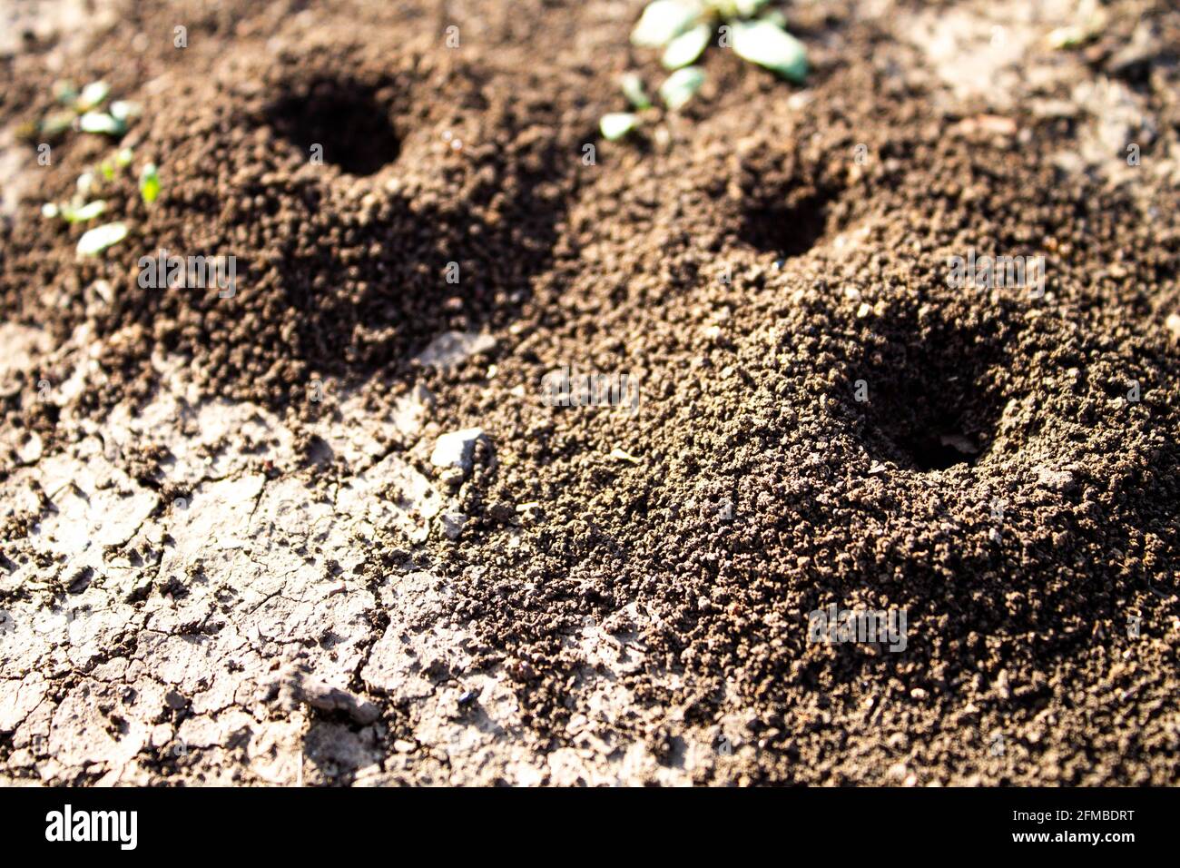 Ant house. Anthill on the road. A slide of land on the road created by ants. House for insects ...