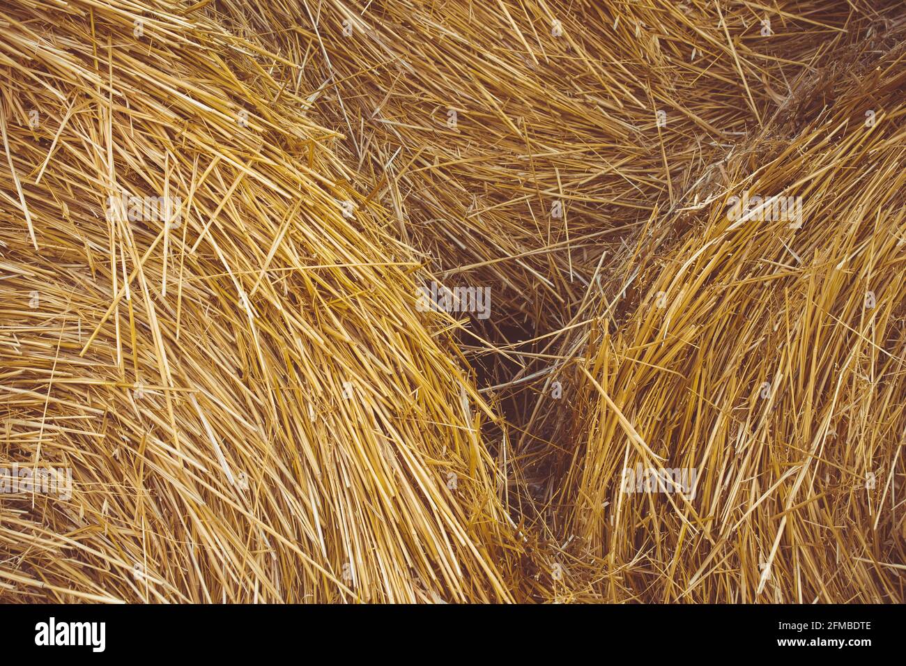 Straw in rolls. Hay for animal feed. Farming. Stocks of dry hay for the ...