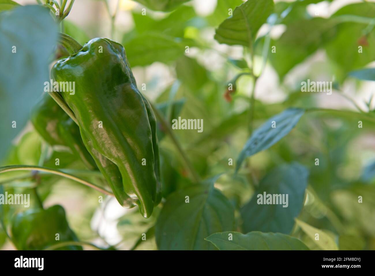 Green bell pepper (Capsicum annuum Stock Photo - Alamy