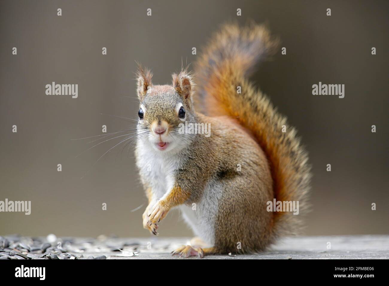 A red squirrel looks on at the woods in Fletcher, Vermont, USA. (PHOTO ...