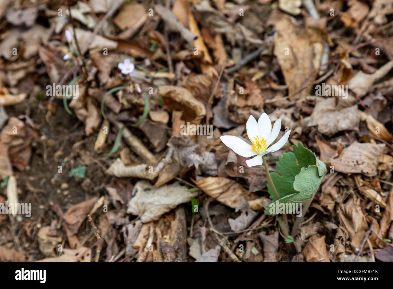 A Bloodroot wildflower grows among dead leaves near Spring Beauties on ...