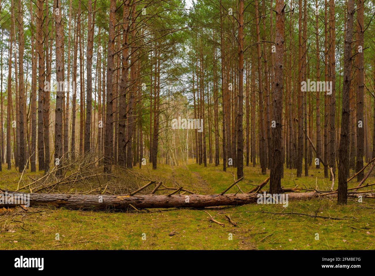 Path of the dead hi-res stock photography and images - Alamy