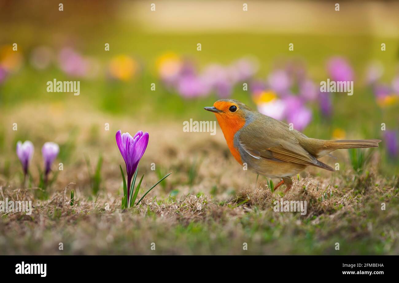 bird of the robin walks among the beautiful snowdrops of crocuses in ...
