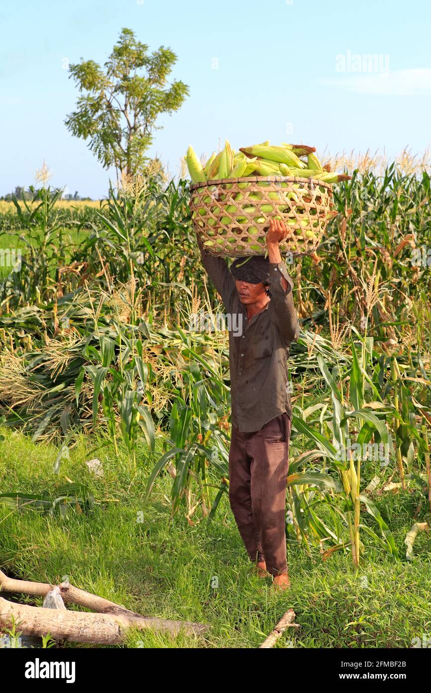 Balinese farmer carrying a large basket on his head, full of ripe ears ...
