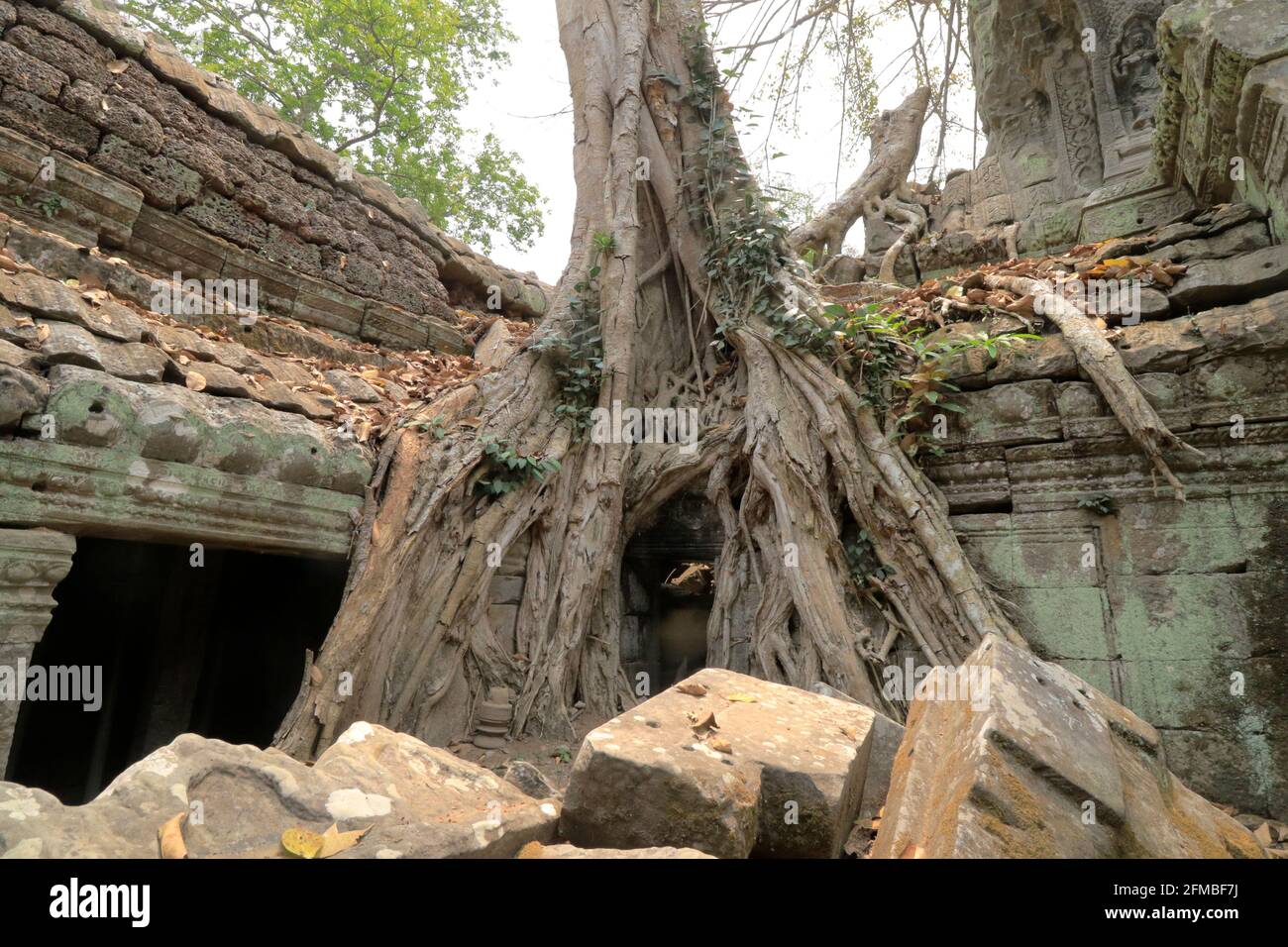 Giant tree roots over the building at the temple of Ta Prohm Cambodia ...