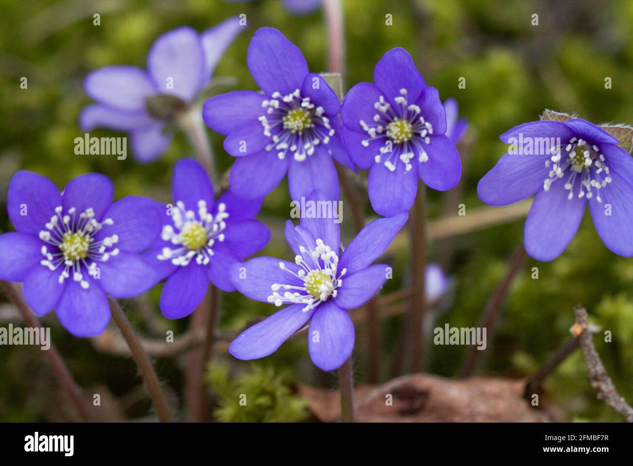 Anemone hepatica (Hepatica nobilis), soft background, Finland Stock ...