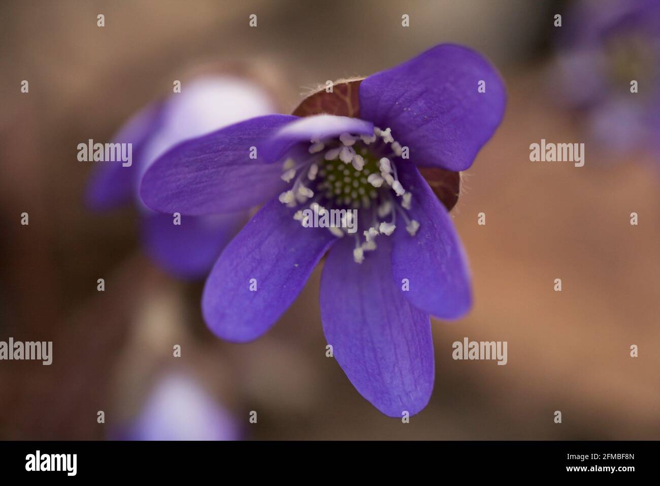 Close-up of Anemone hepatica, (Hepatica nobilis), soft background ...