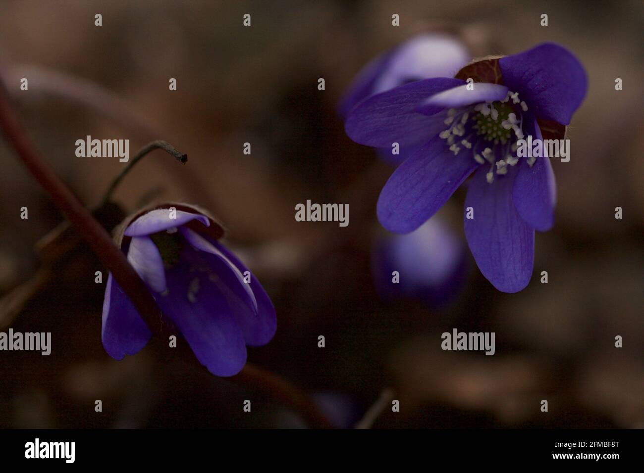 Anemone hepatica, (Hepatica nobilis), two flowers, dark soft background ...