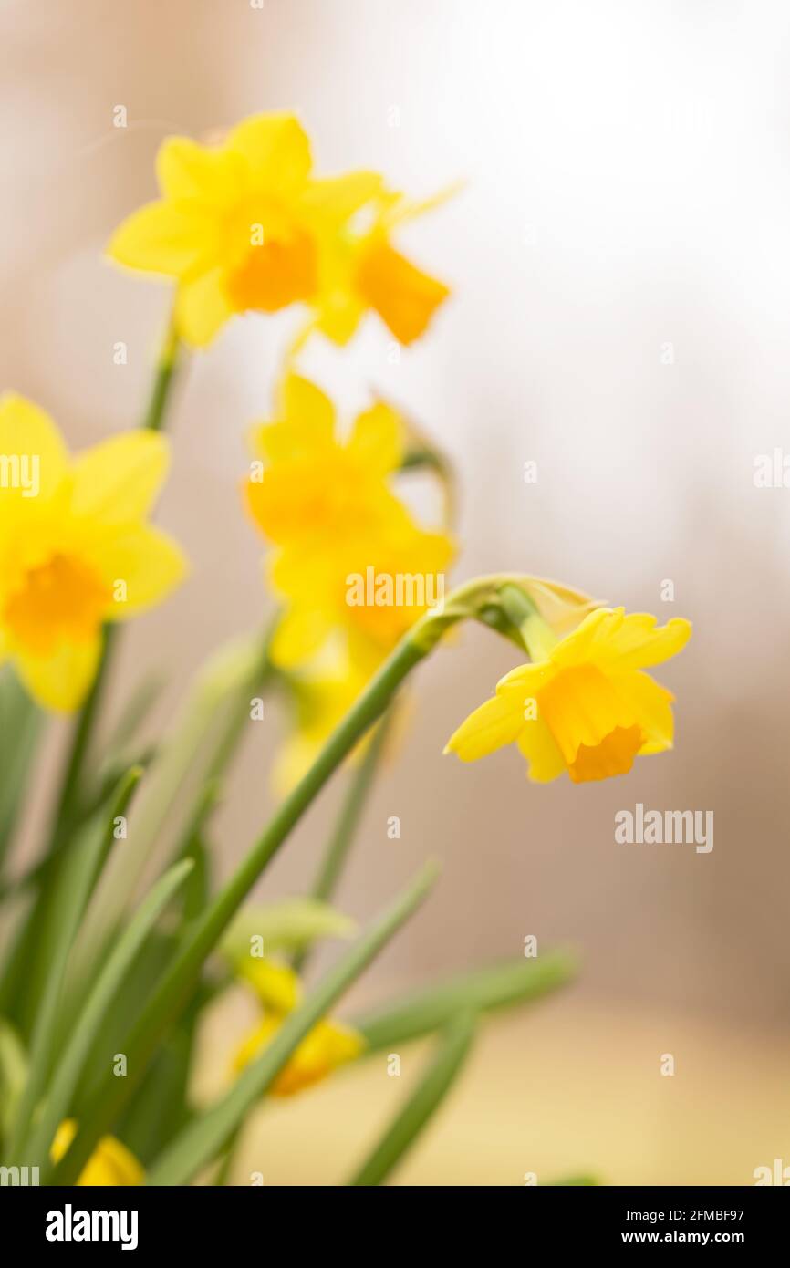 Mini daffodil hi-res stock photography and images - Alamy