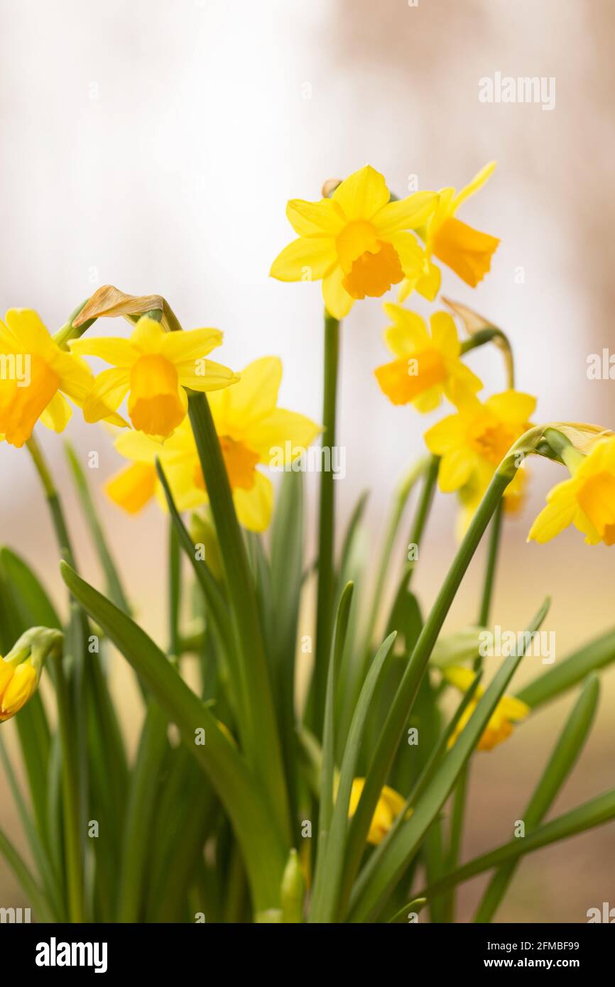 Mini Daffodils, soft natural background Stock Photo - Alamy