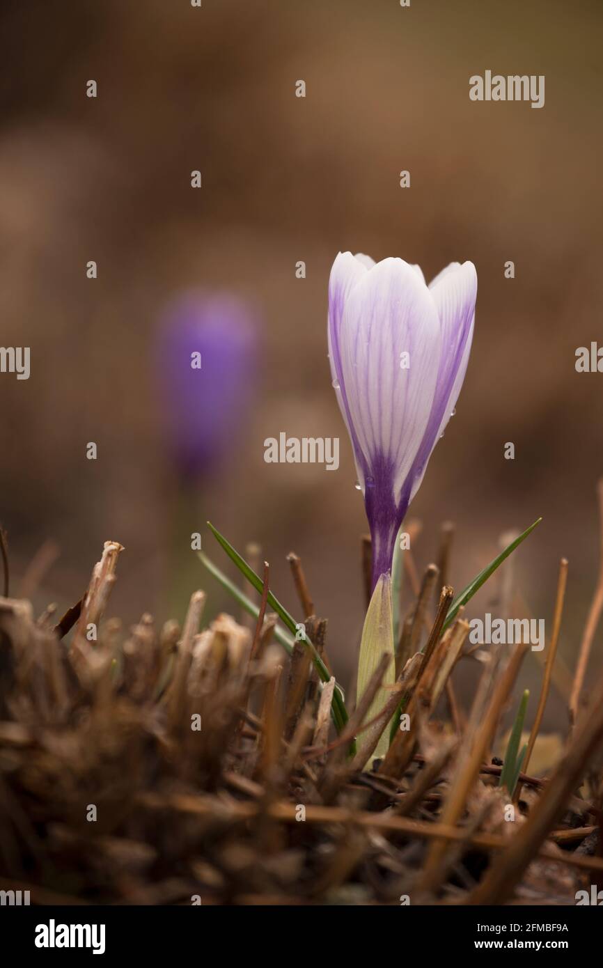 Light Purple Crocus Flower, dark blurred background, Finland Stock ...