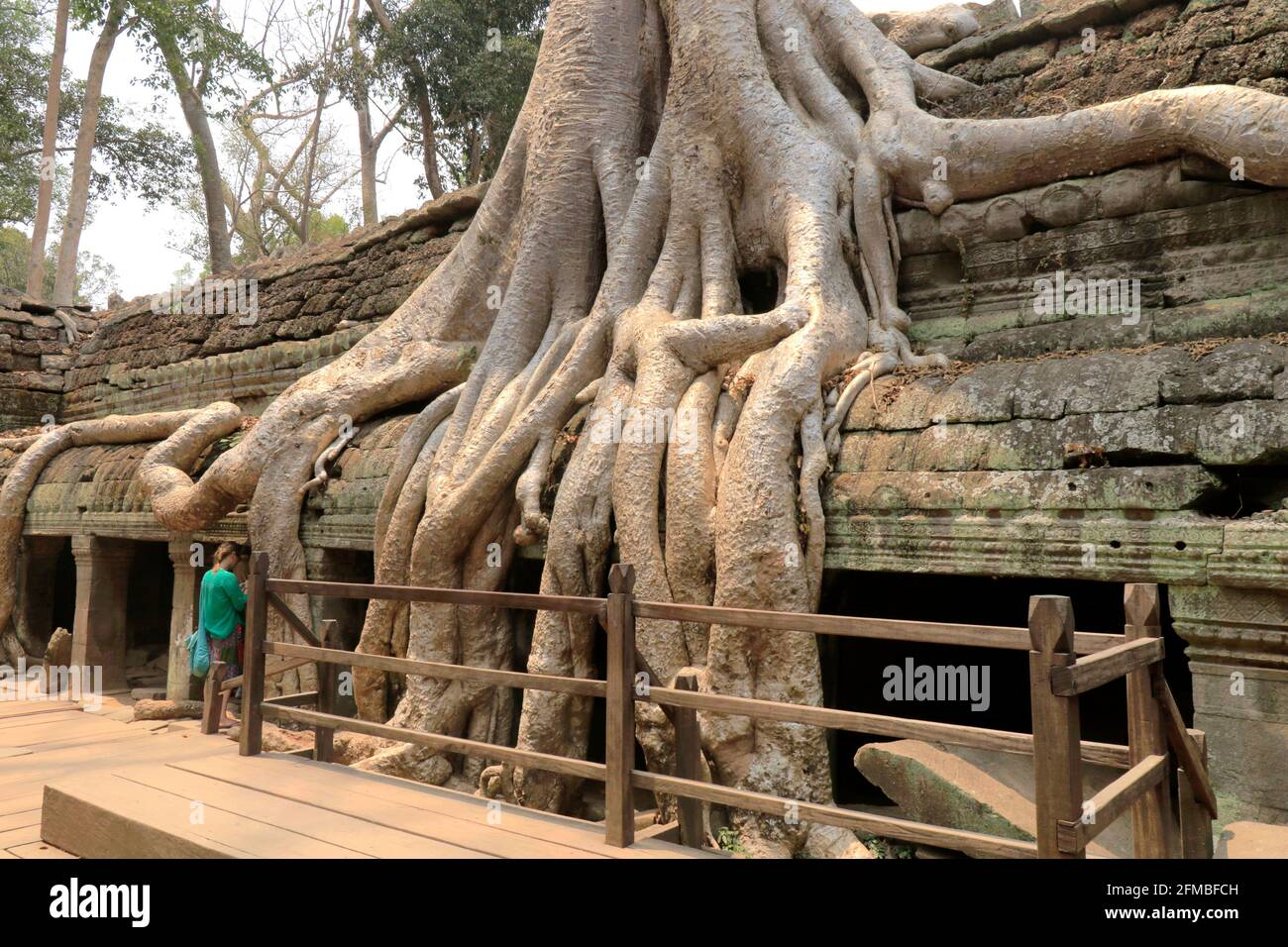 Giant tree roots over the building at the temple of Ta Prohm Cambodia ...