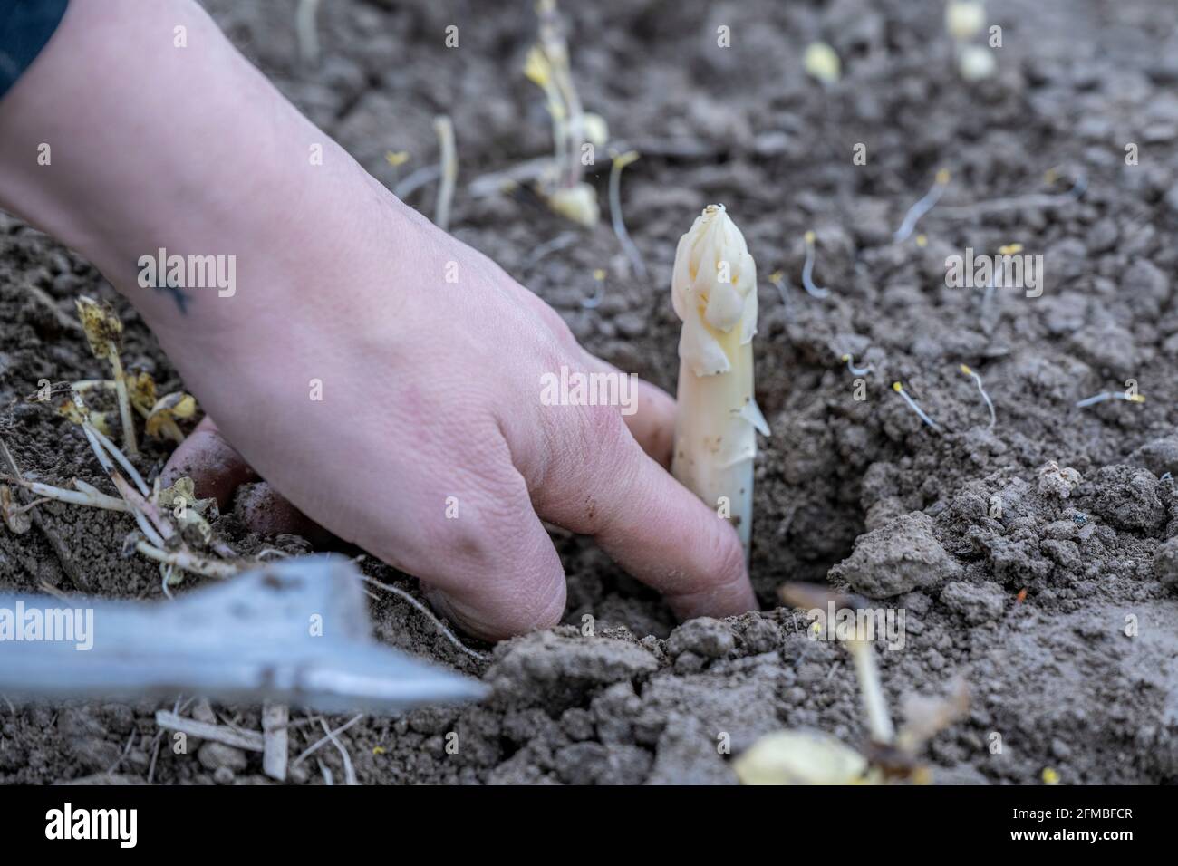 Terlan bolzano hi-res stock photography and images - Alamy