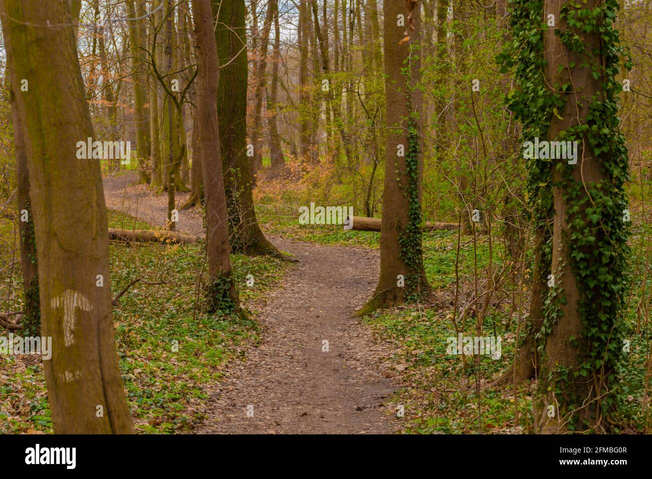 Small narrow forest path for hiking in spring in Germany Stock Photo ...