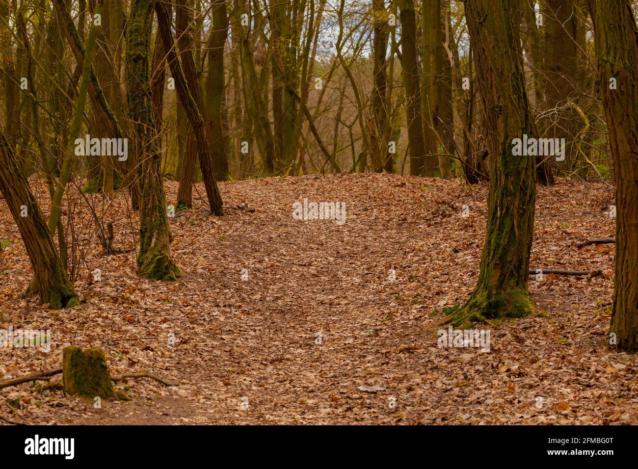 Small narrow forest path for hiking in spring in Germany Stock Photo ...