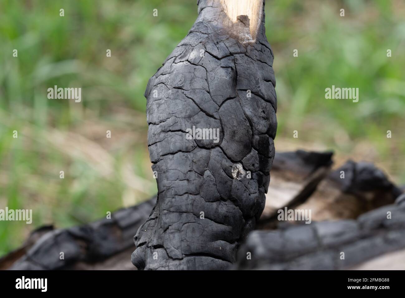Closeup shot burnt tree hi-res stock photography and images - Alamy