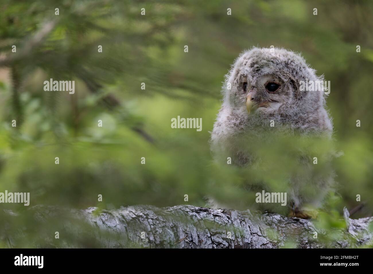 Nestling owl hi-res stock photography and images - Alamy