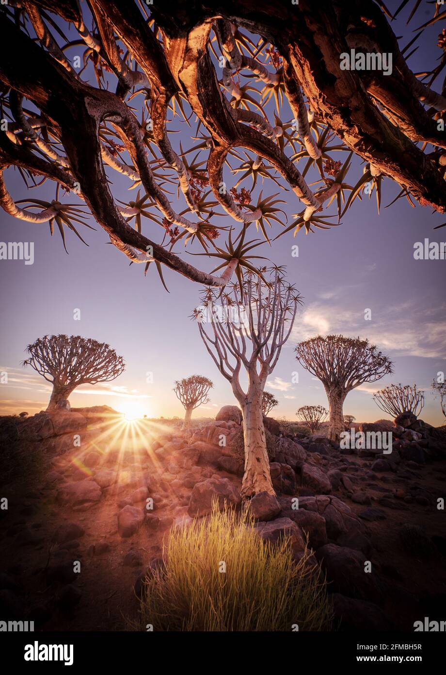 Sunset in the Quiver Tree Forest in Namibia Stock Photo - Alamy