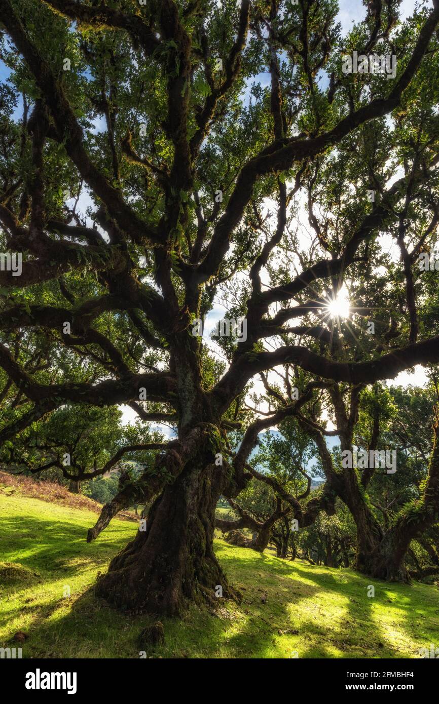 Landmark laurel hi-res stock photography and images - Alamy