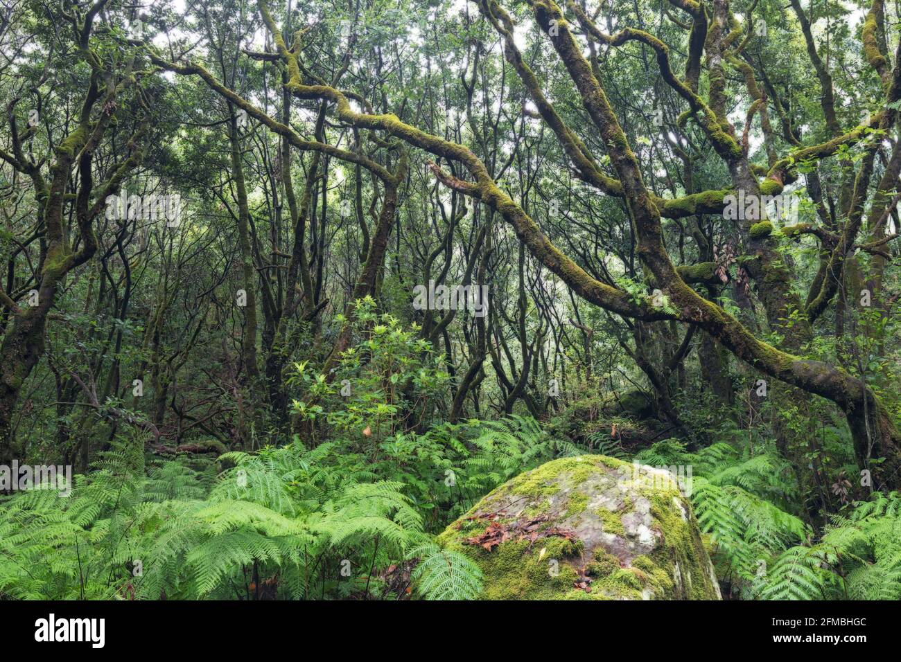 Forest madeira hi-res stock photography and images - Alamy