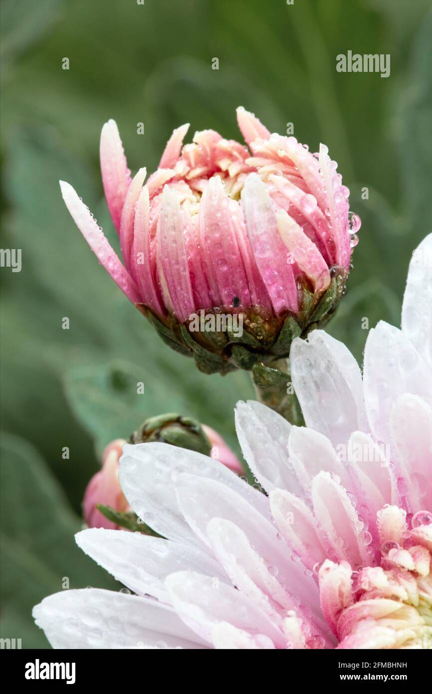 pink flower with its delicate blossoms in spring Stock Photo - Alamy