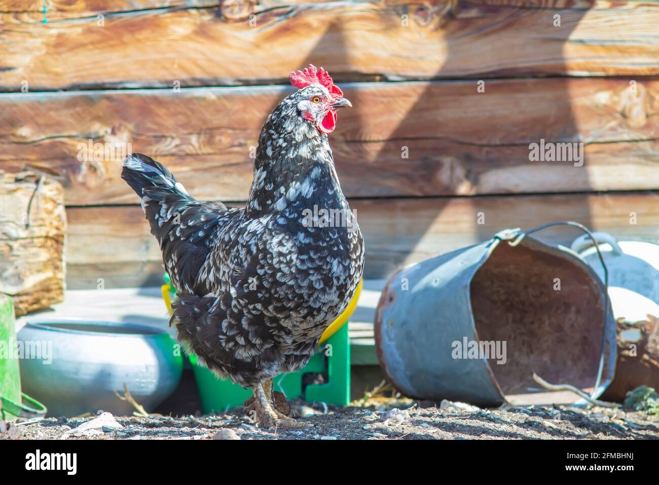 a mottled chicken stands majestically in the courtyard of a village ...