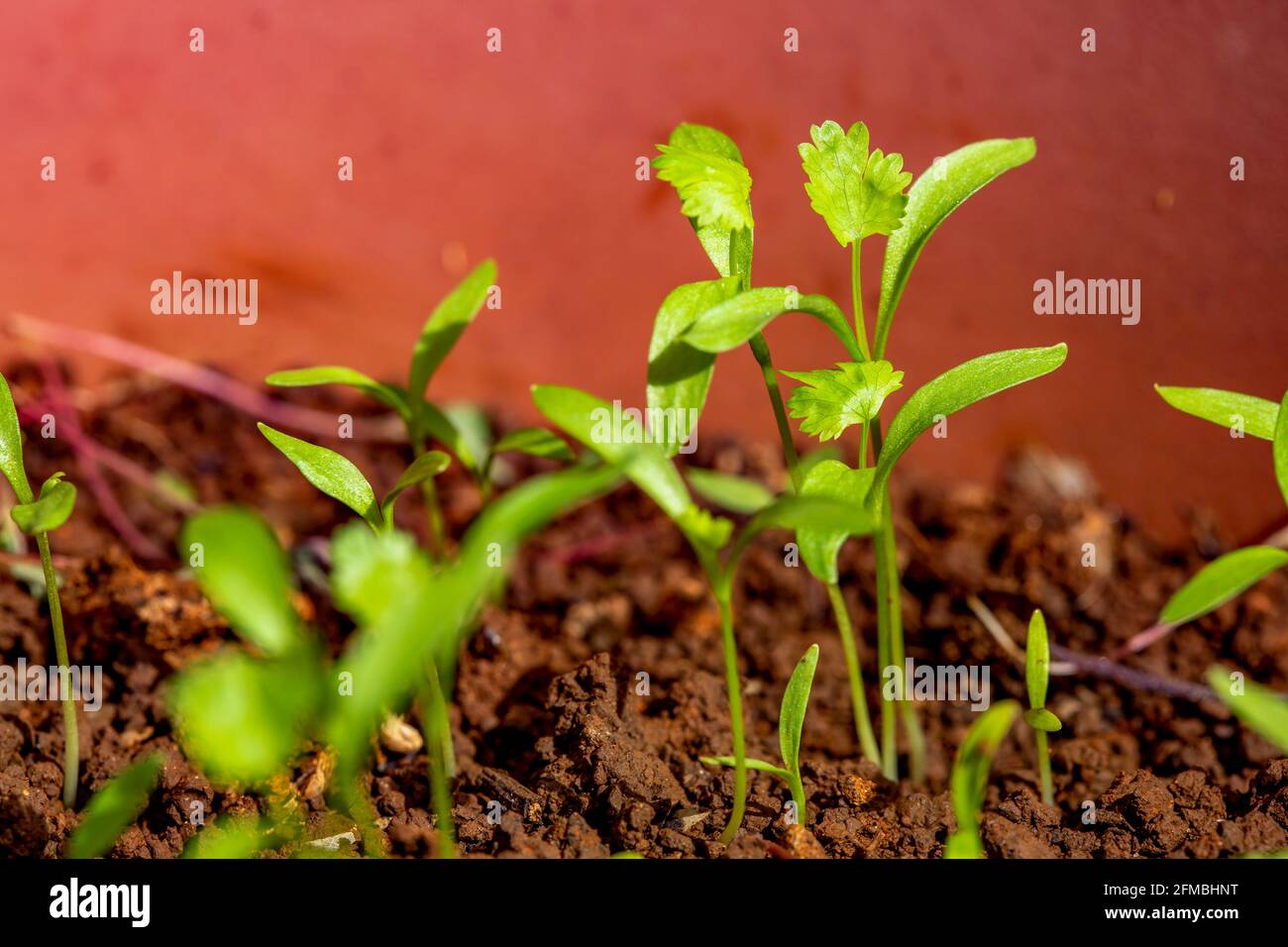 germinating young coriander plants Stock Photo - Alamy