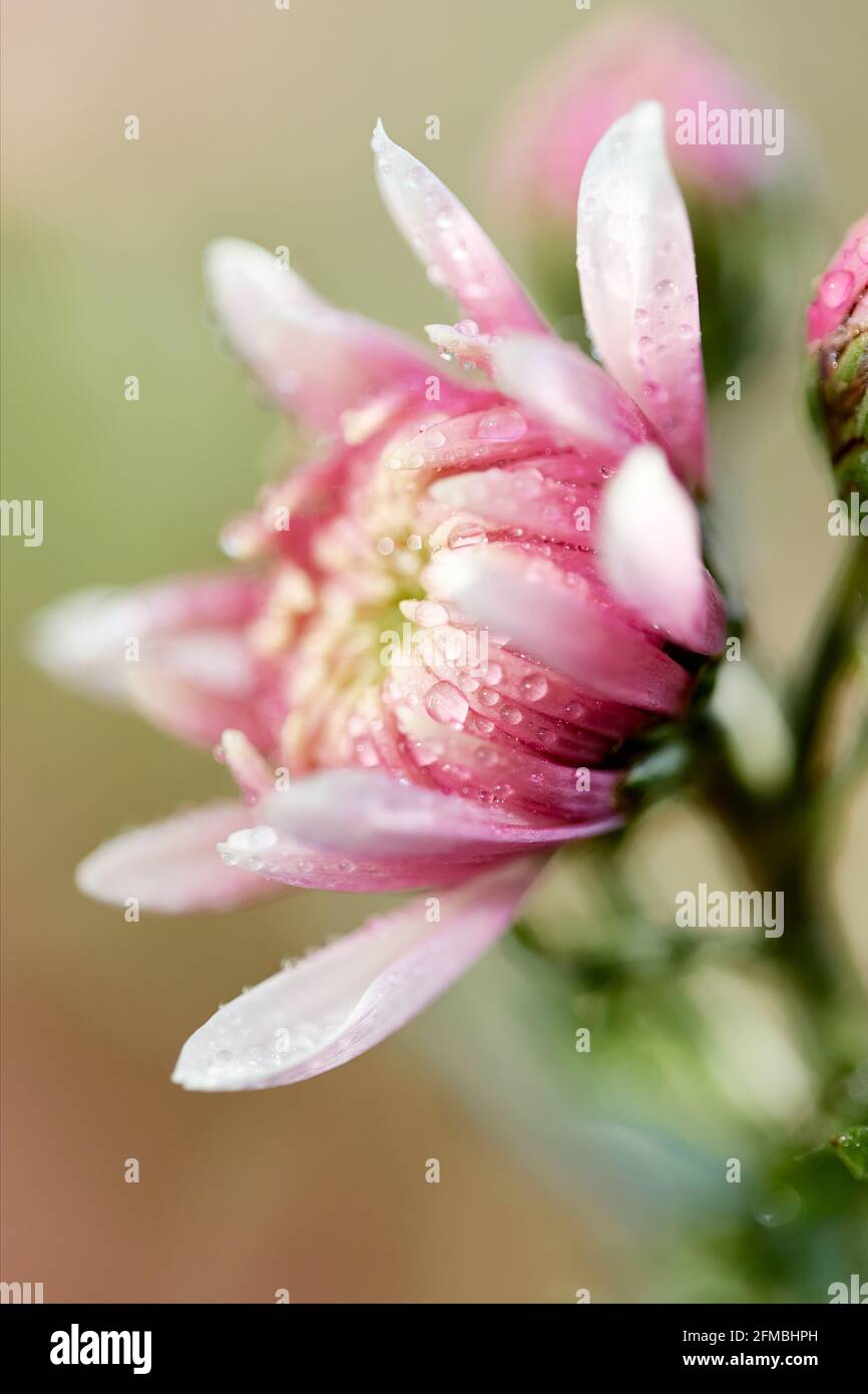 Radiate flower heads hi-res stock photography and images - Alamy