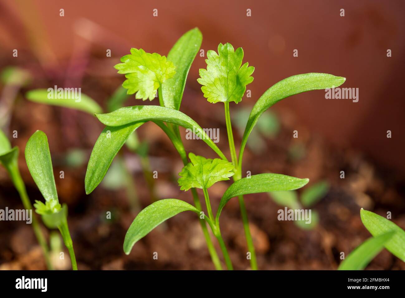 Coriander growing hi-res stock photography and images - Alamy