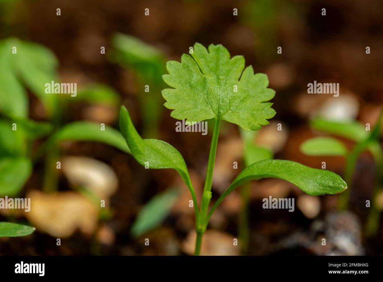 Coriander growing hi-res stock photography and images - Alamy