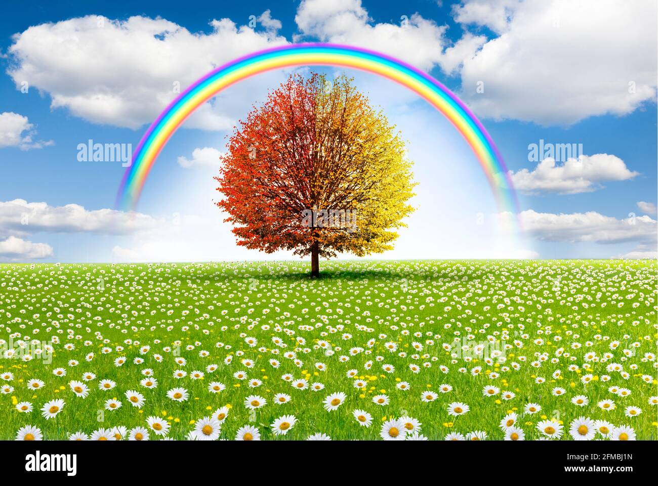 Tree in a flower meadow with rainbow Stock Photo - Alamy